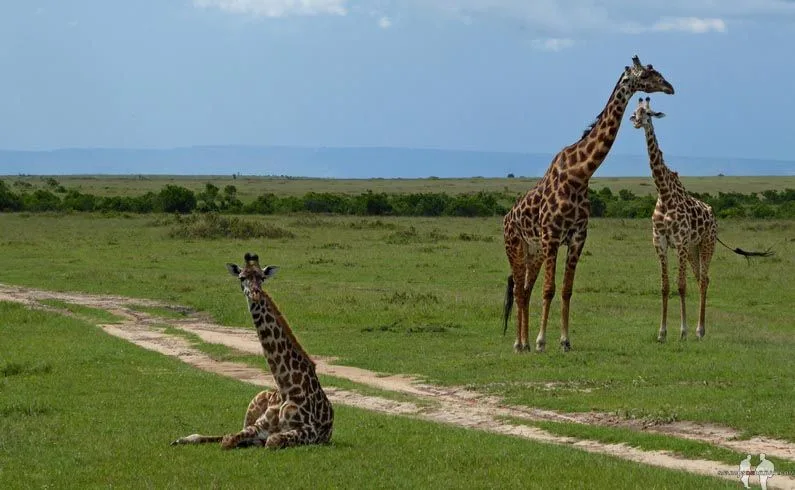 Jirafa De Safari Africano Vintage Mano Envuelto Cuero Jirafa Ojos De